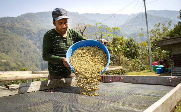 Sustainable, organic coffee farming | Nepal Coffee company