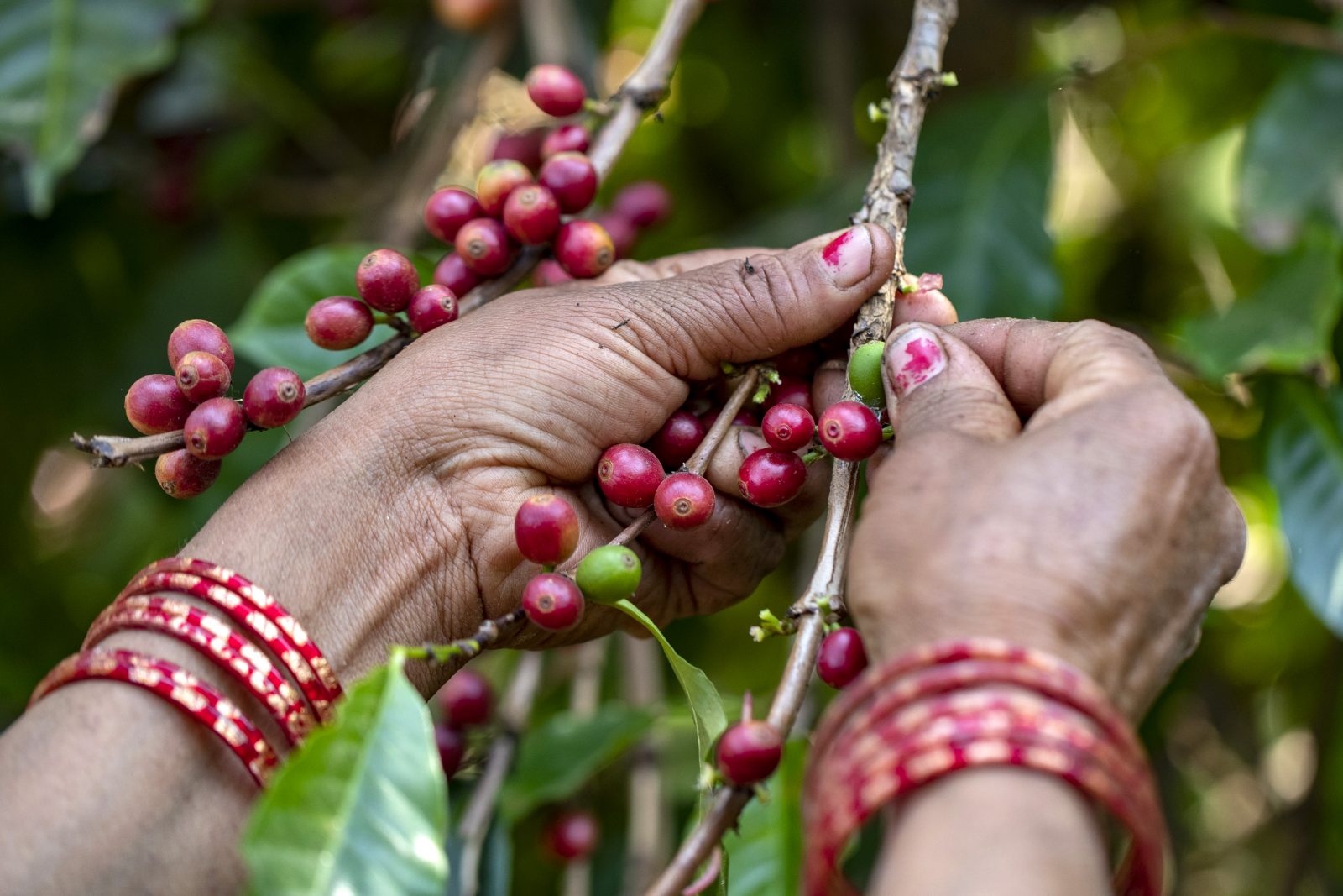 Sustainable, organic coffee farming | Nepal Coffee company